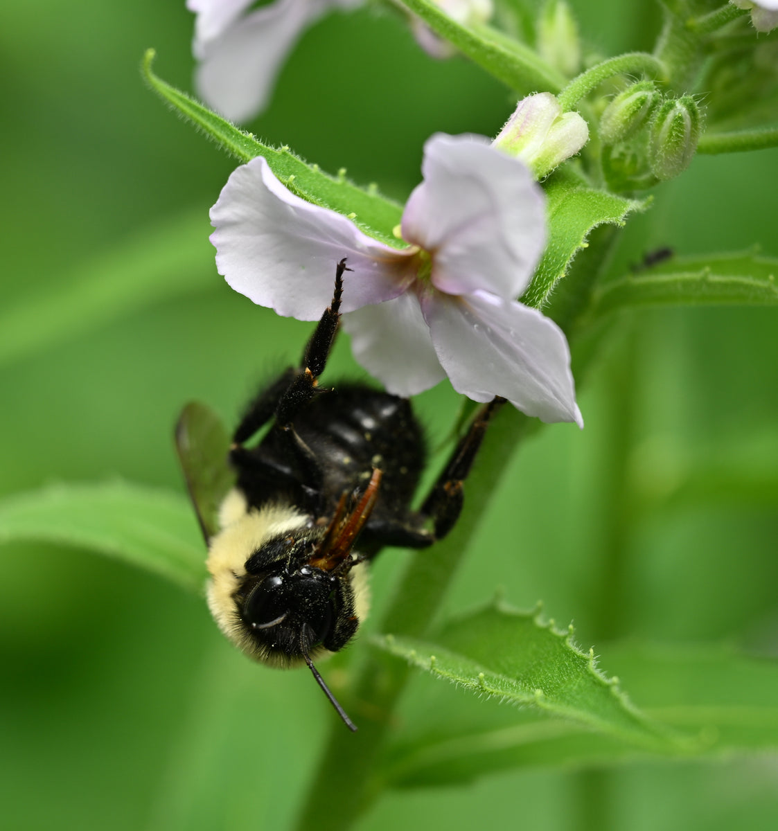 The Importance of Pollinators – Unique Muskoka